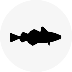 Angeljoe Angelshop online | günstig und sicher bestellen!